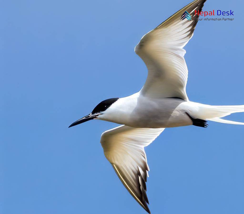 Gull Billed Tern Tireless Hunter Of The Marshes Nepal Desk